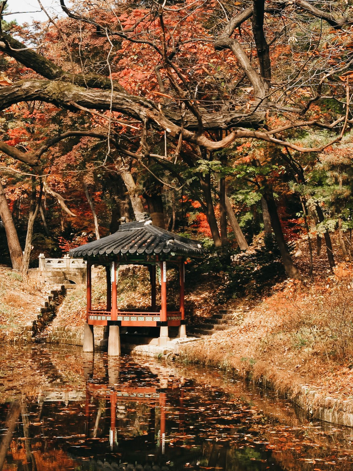 Chasing Colors: A Complete Guide to Fall Foliage 2025 in South Korea ...