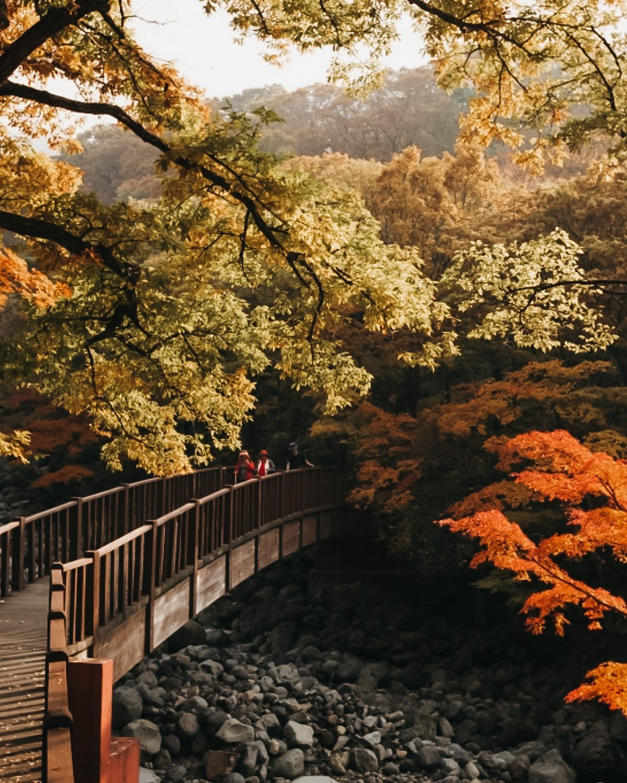 Chasing Colors: A Complete Guide to Fall Foliage 2025 in South Korea ...