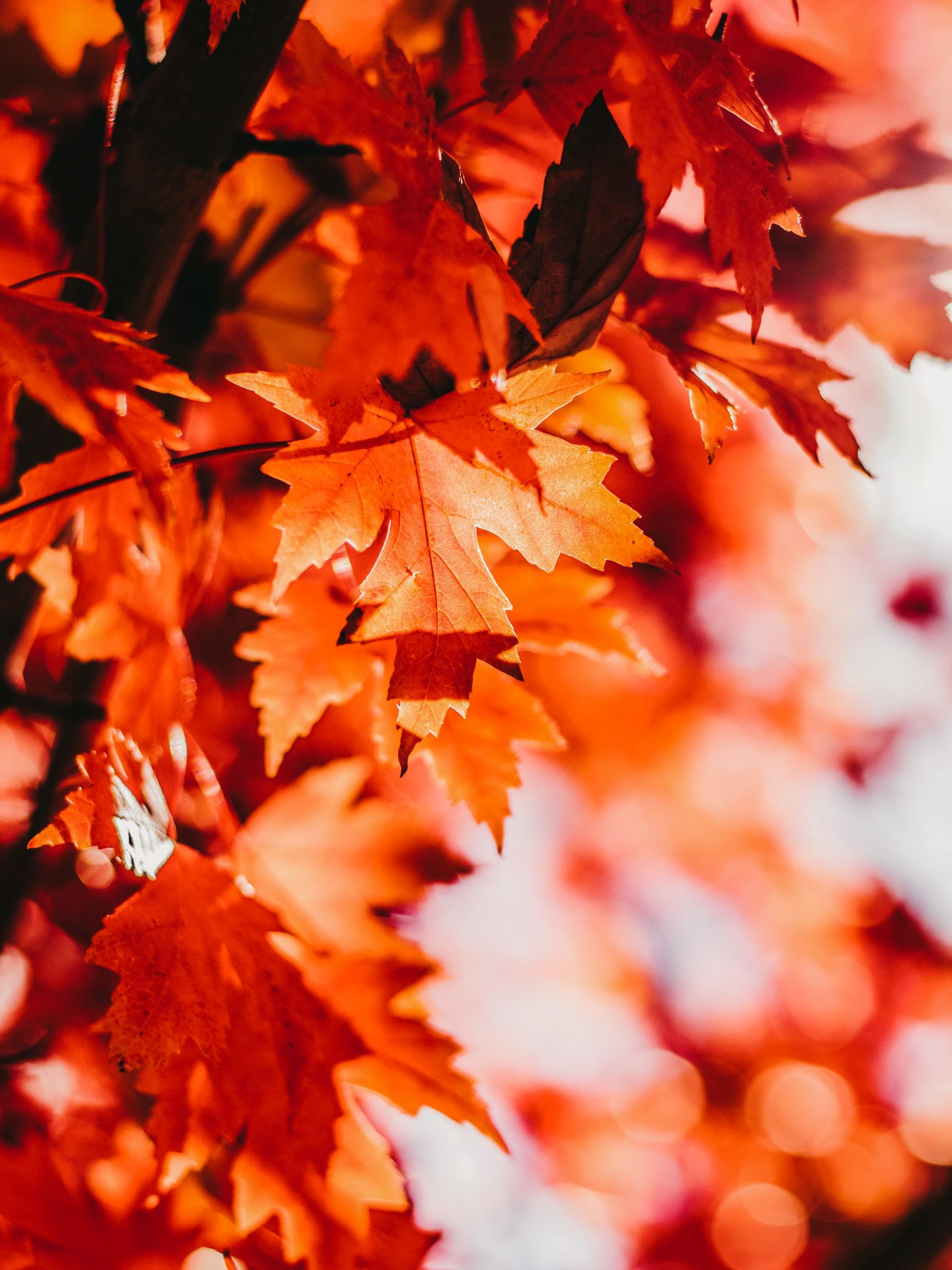 Chasing Colors: A Complete Guide to Fall Foliage 2025 in South Korea ...