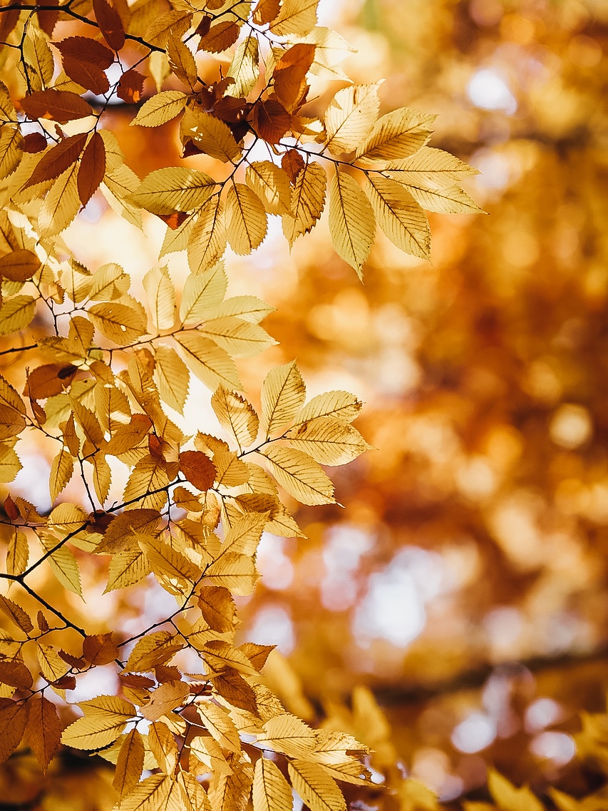 Chasing Colors: A Complete Guide to Fall Foliage 2025 in South Korea ...