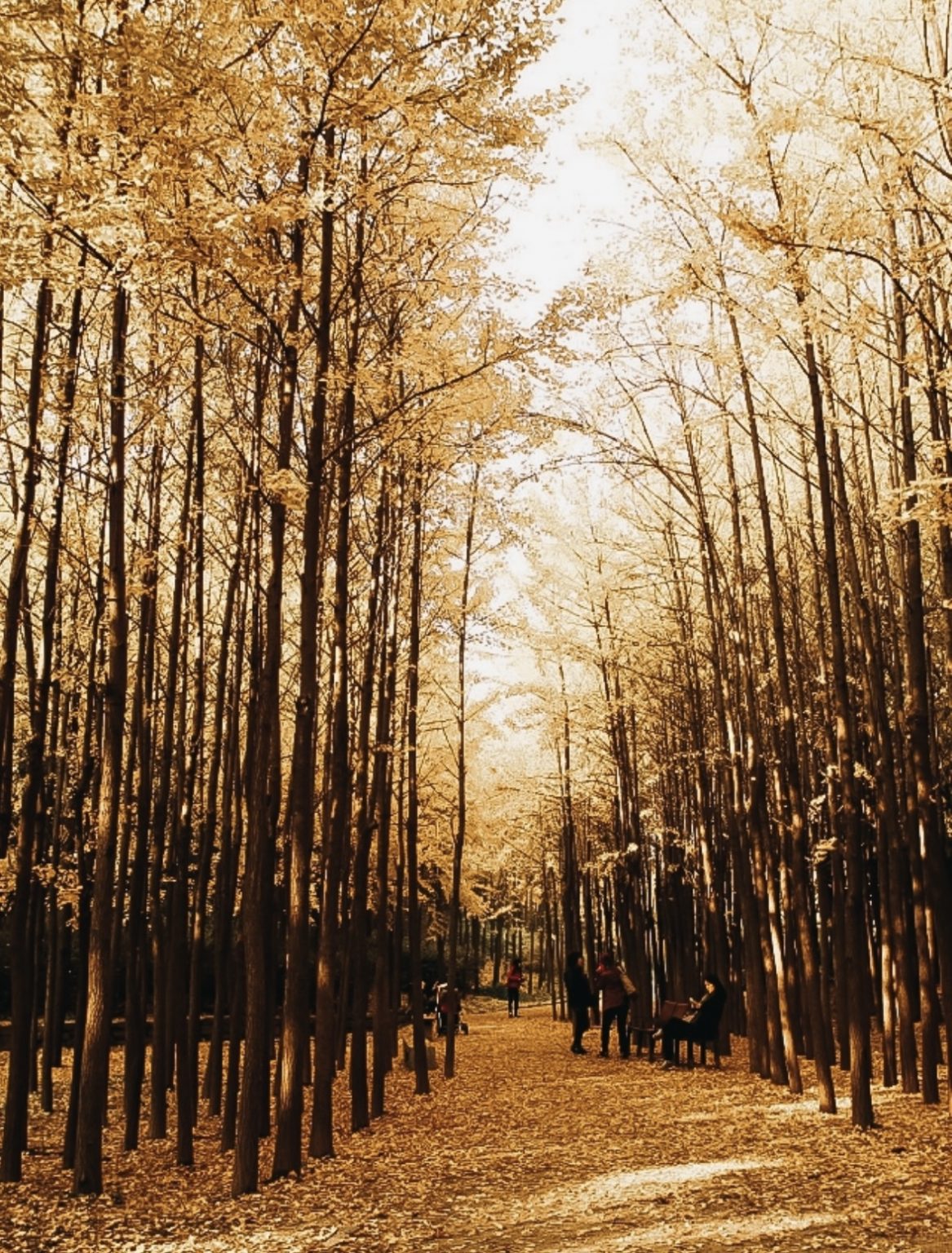 Chasing Colors: A Complete Guide to Fall Foliage 2025 in South Korea ...