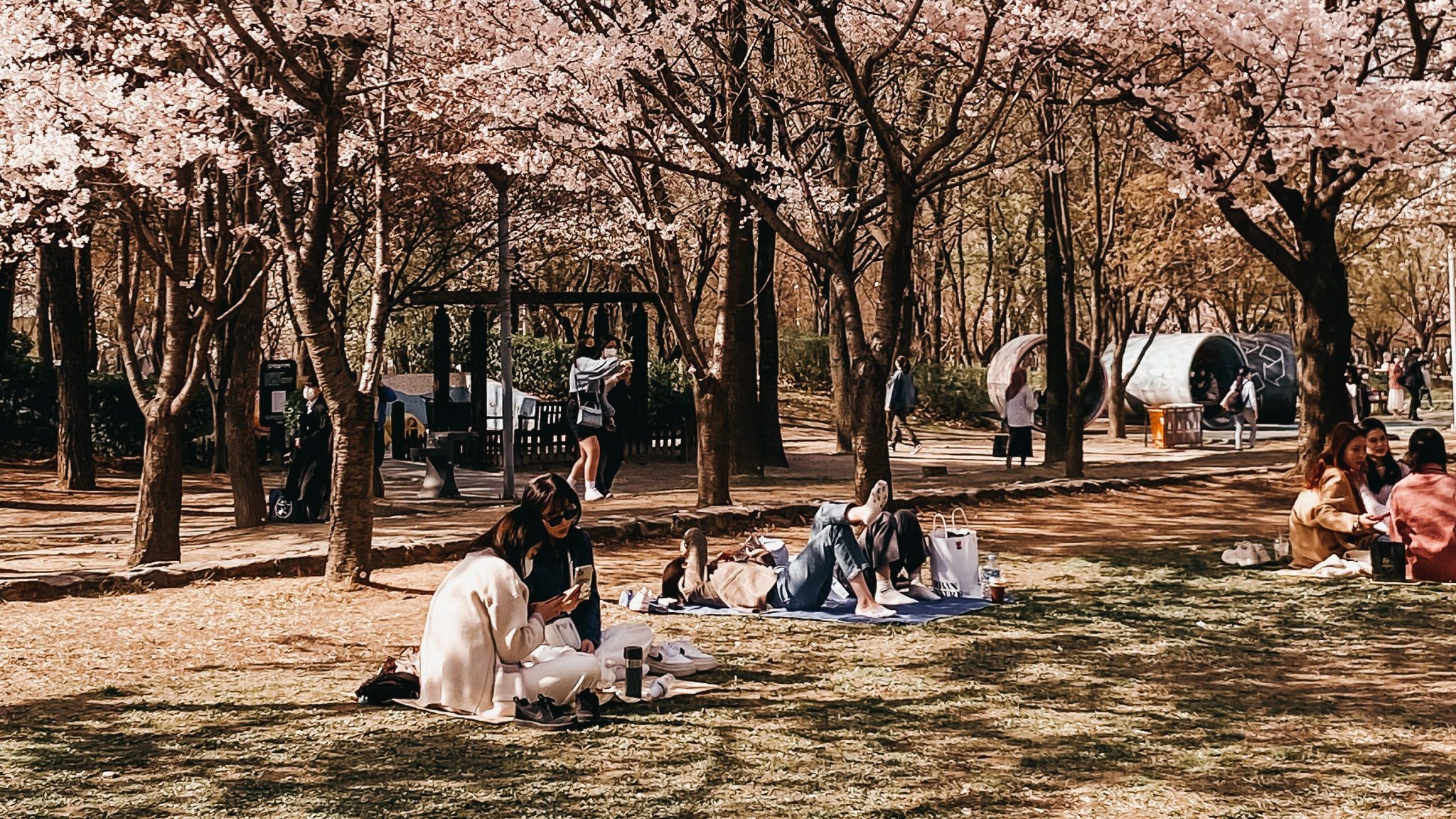 Cherry Blossom in South Korea 2025 – How to make your Trip ...