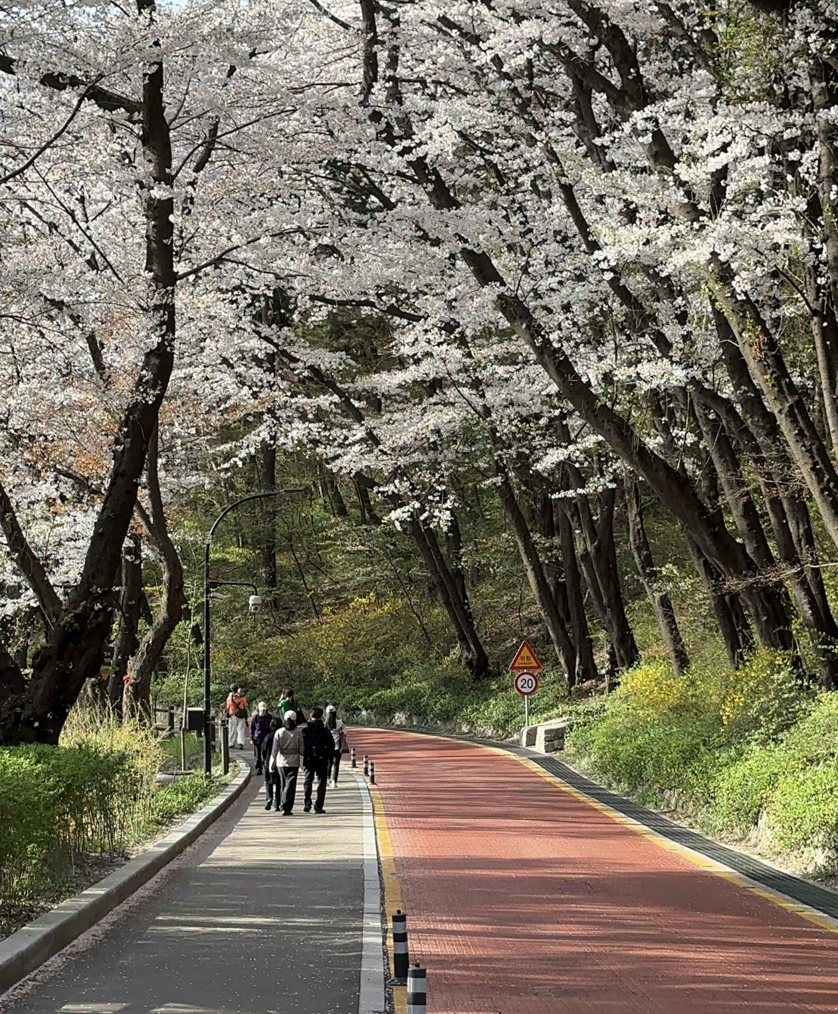 Enjoy Seoul’s 85 stunning Flower Paths [from March to June] – Next Stop ...